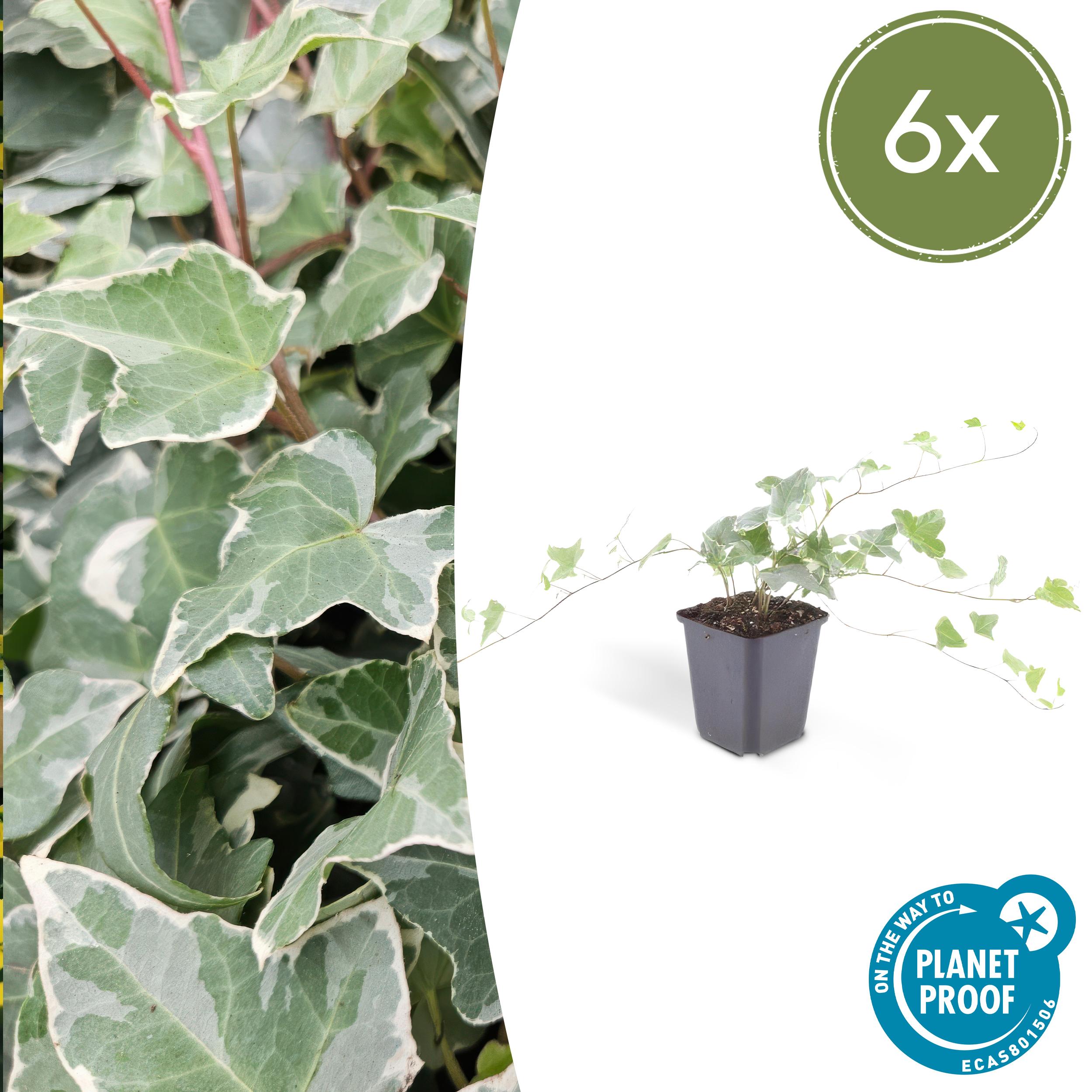 6 × Hedera helix 'Glacier' – Hiedra variegada Ø 9 cm (10–25 cm) – Hojas ...