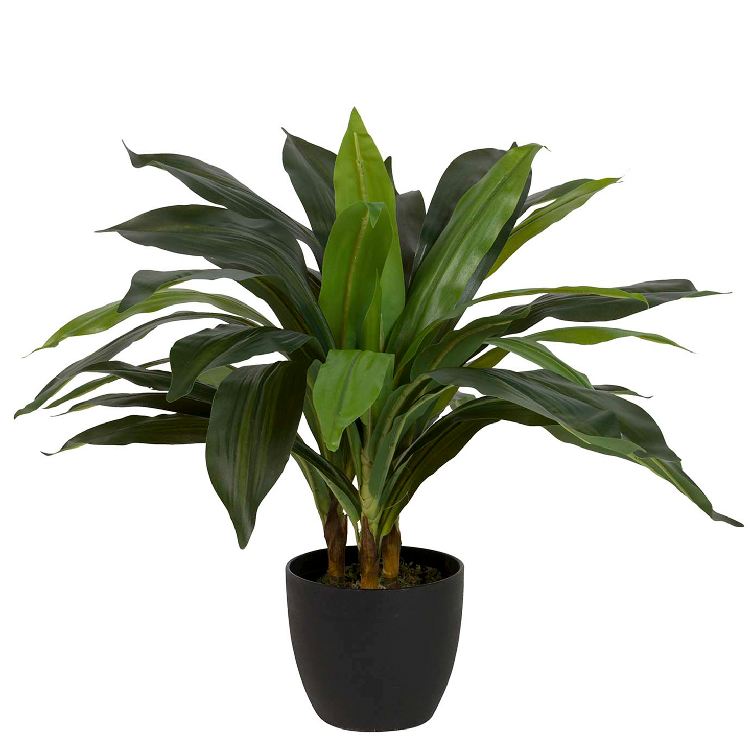 Planta Dracaena Fragrans Con Maceta 55X55X55 Cm | Leroy Merlin