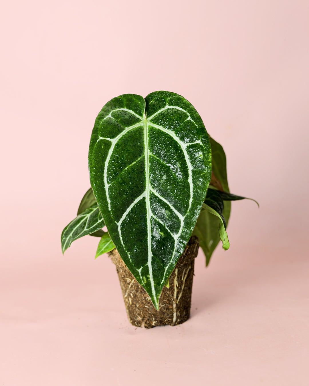 Anthurium Crystallinum M | Plantas Naturales Interior | Pur Plant ...