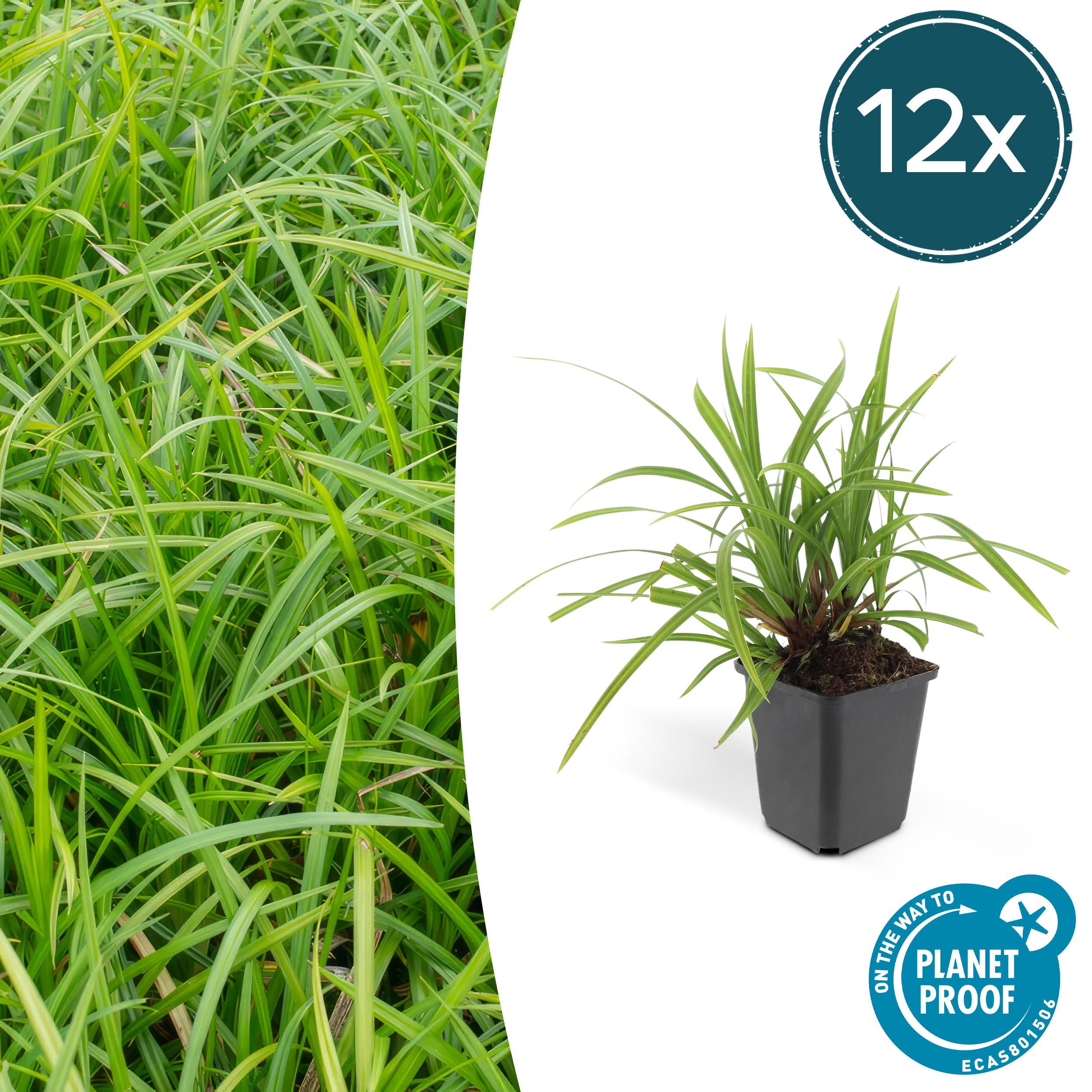 12x Carex morrowii 'Irish Green' - Cesped ornamental perenne H20-30cm ...