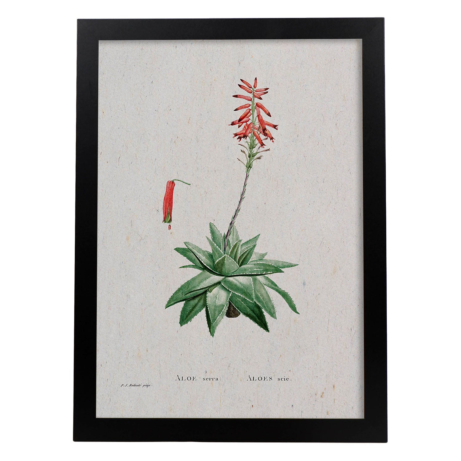 Fiche Naturelle - 078. Affiches Avec Des Illustrations En Aquarelle De Pierre -joseph Redoute ...