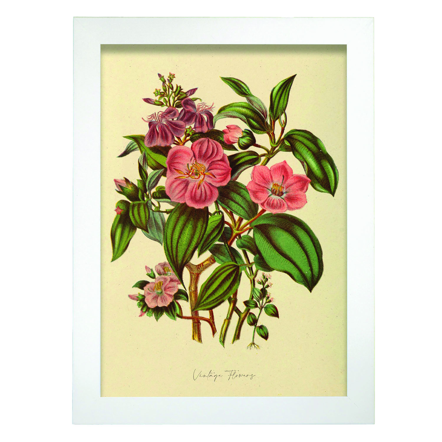 Affiche Nacnic De Caprifoliacèle Inspiré Par Florale Vintage Cadres Décoratifs Pour Votre Salon ...