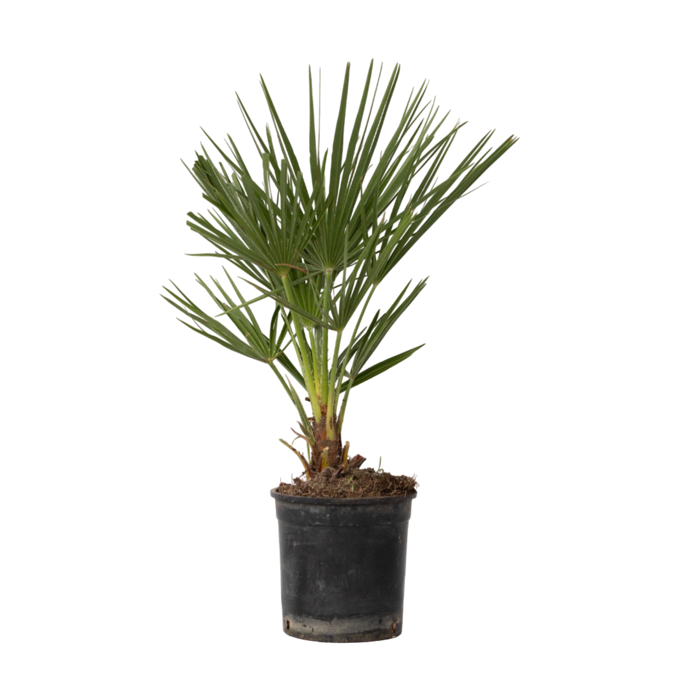 Palmier nain - Chamaerops humilis - Hauteur 50-60cm - ⌀15cm | Leroy Merlin