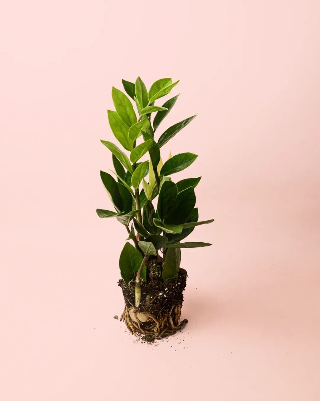 Zamioculca Zamiifolia | Plantas Naturales Interior | Pur Plant | Leroy ...
