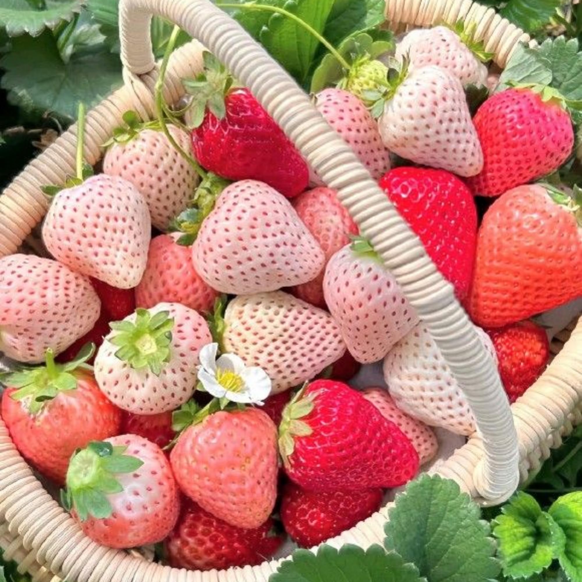 400 graines de fraises crème, graines de fraises, graines de fruits, adaptées à la plantation en ...