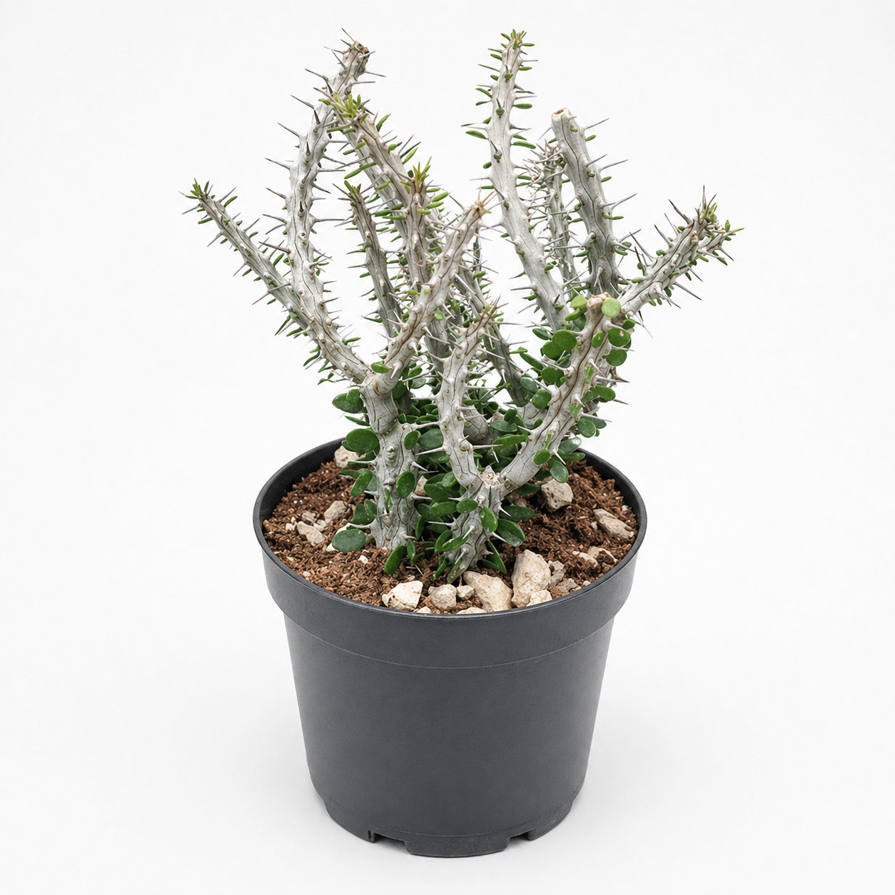 Alluaudia procera - Albero polipo - Rarità - 14cm vaso - 35cm alto ...