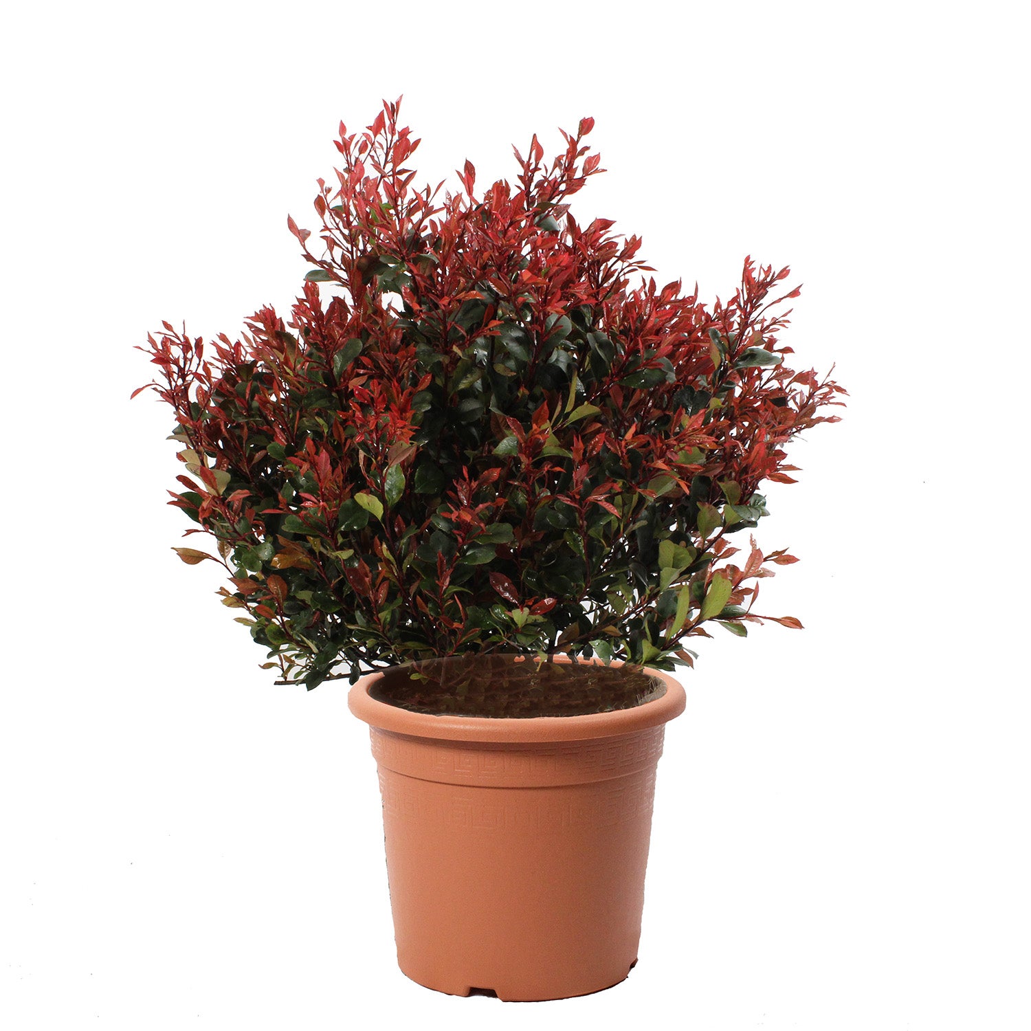 KENTIS - Photinia Little Red Robin - Plante Naine Photinia - Plante de Haie Rustique à Feuillage ...
