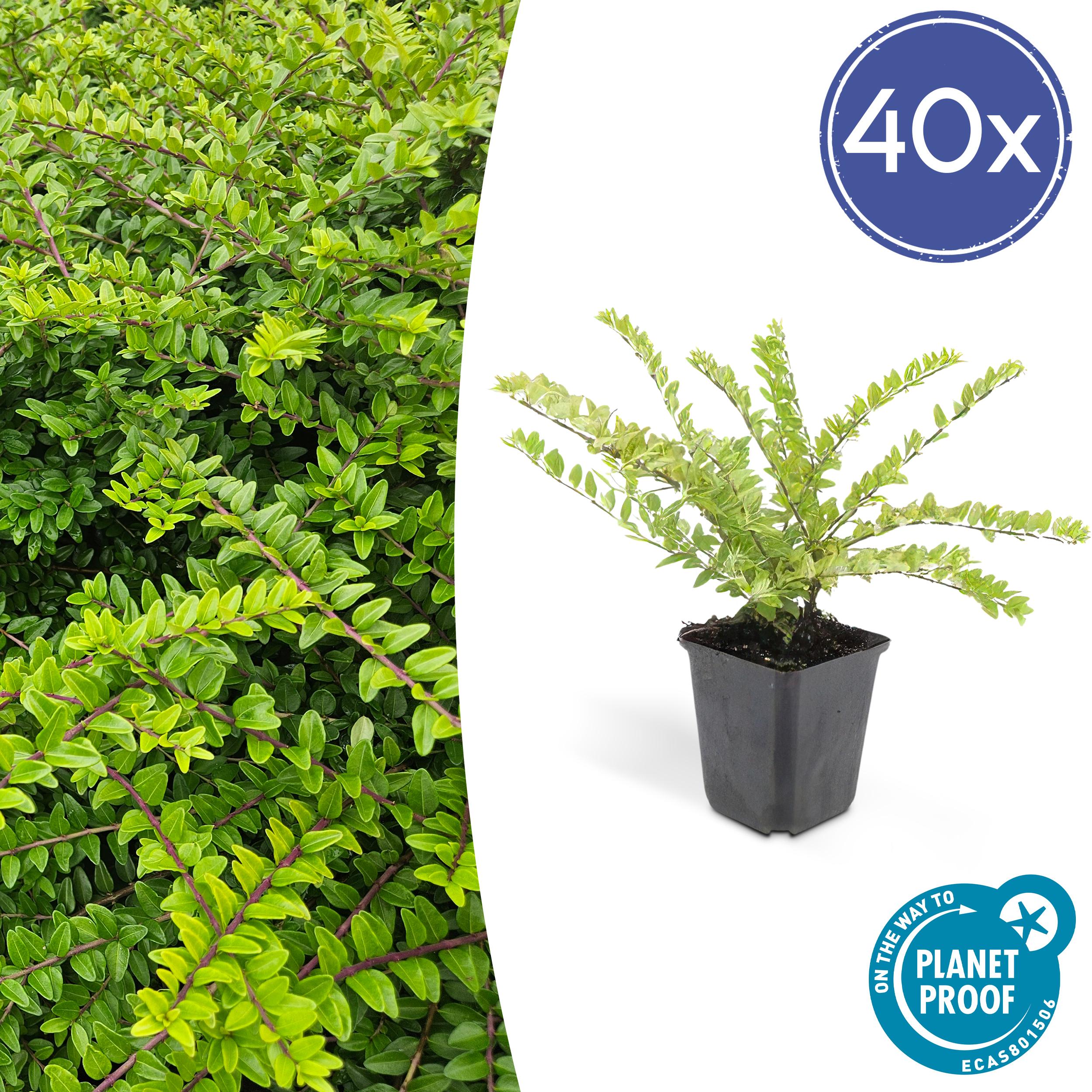 Lonicera maigrün – 40 plantas Ø9 cm, altura 10-25 cm – ideal para setos, borduras, fácil ...
