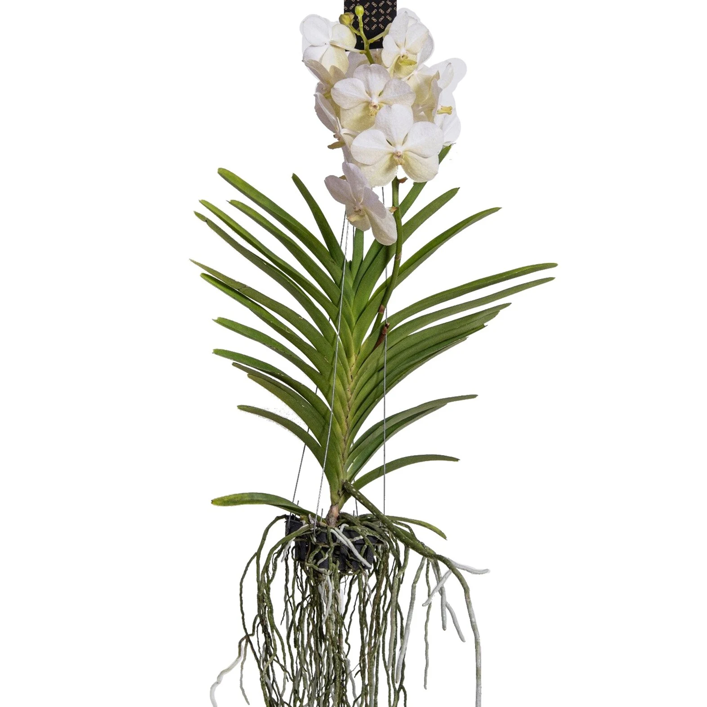 Orquídea Vanda - Vanda 'White' - Altura 55-65cm | Leroy Merlin