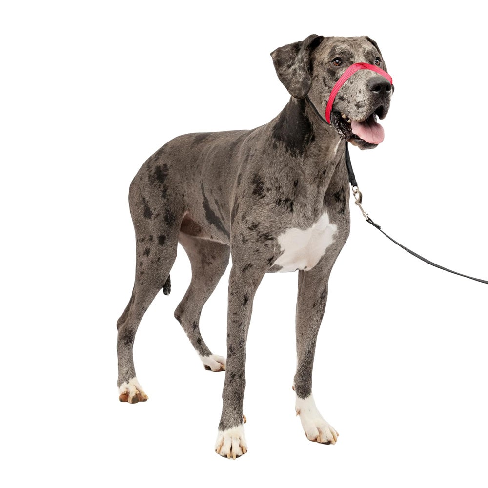 Collier réglable sans étiquette pour chien, licou de marche confortable ...