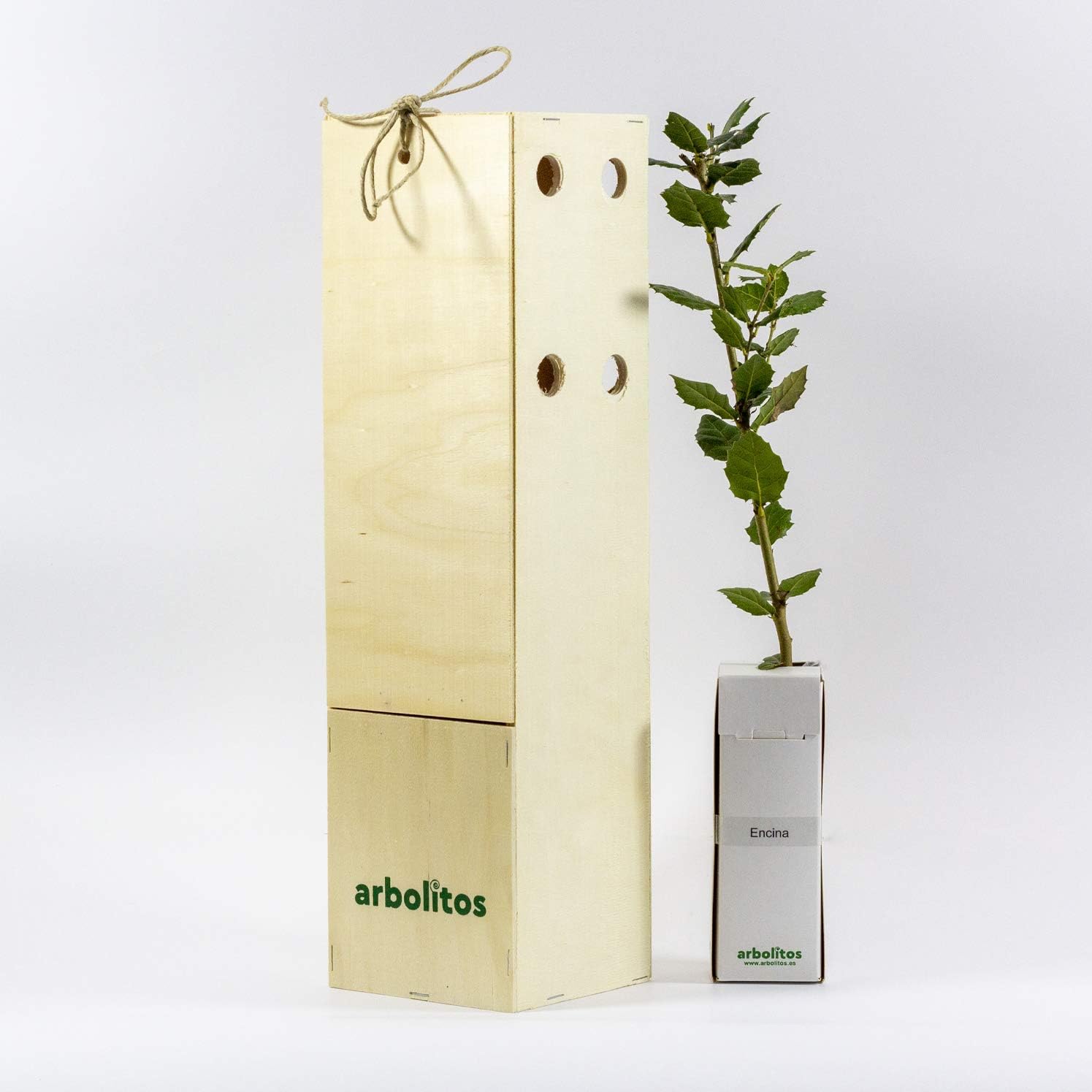 Encina – Árbol mediterráneo de sombra y fruto, en caja de madera – 1 ...