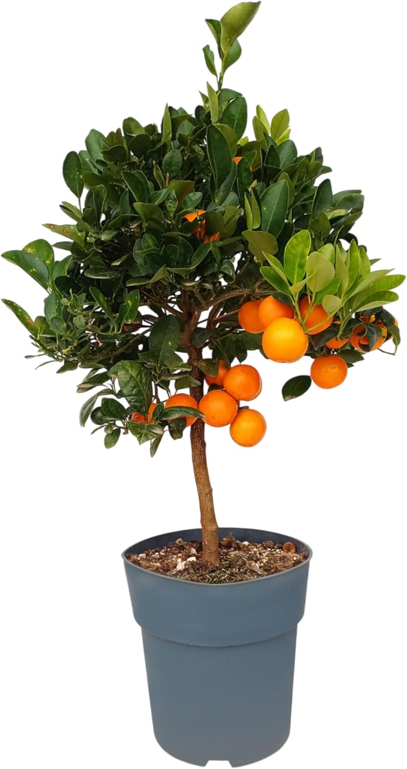 Sunny Tree - Oranger - Citrus Calamondin - 90 cm - Oranger de 3 ans ...