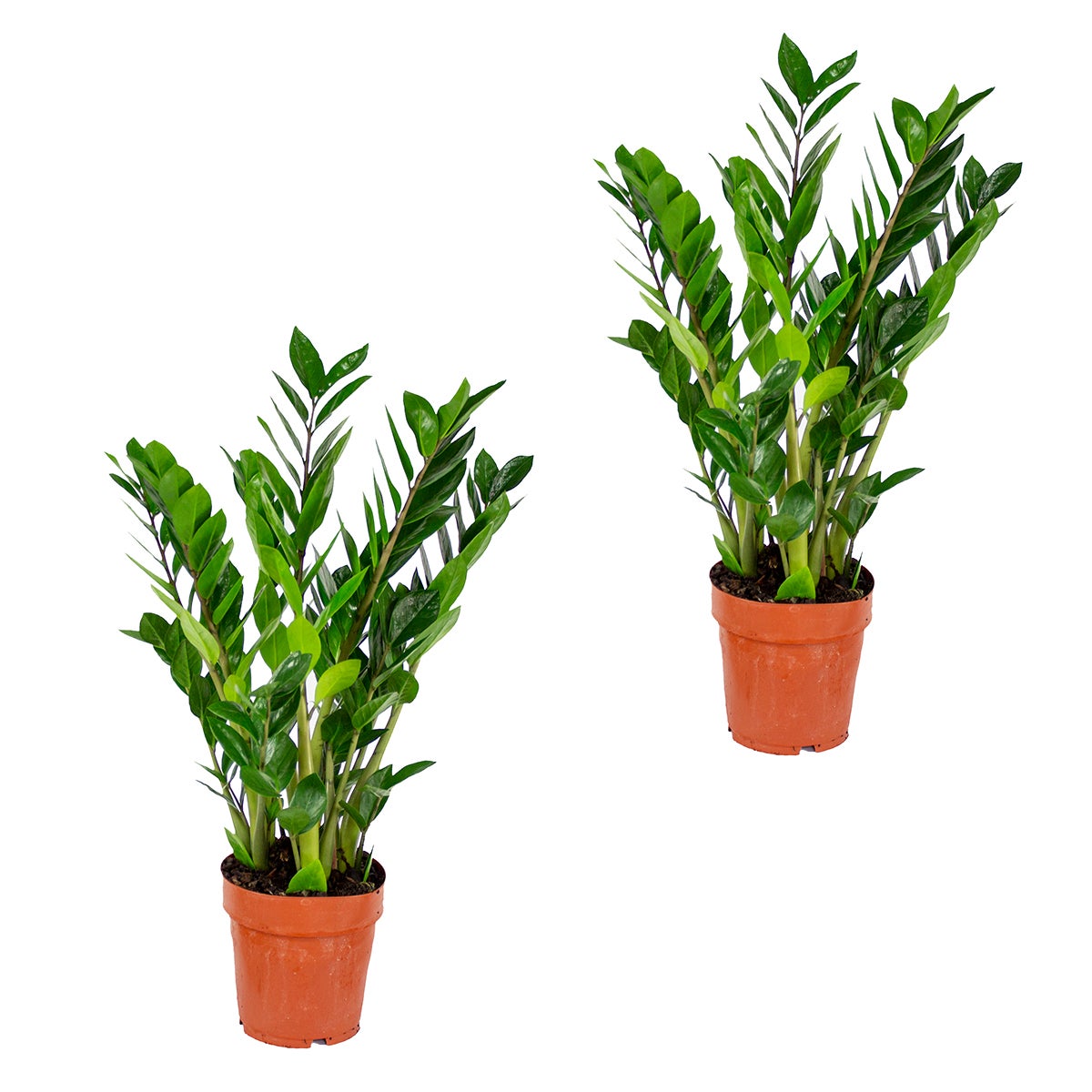 Lot de 2 - Zamioculcas Zamiifolia - Plante ZZ - Plante d’intérieur ...