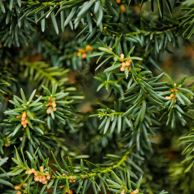 If commun Repandens - Taxus baccata Repandens 20/40cm Pot 10L | Leroy ...