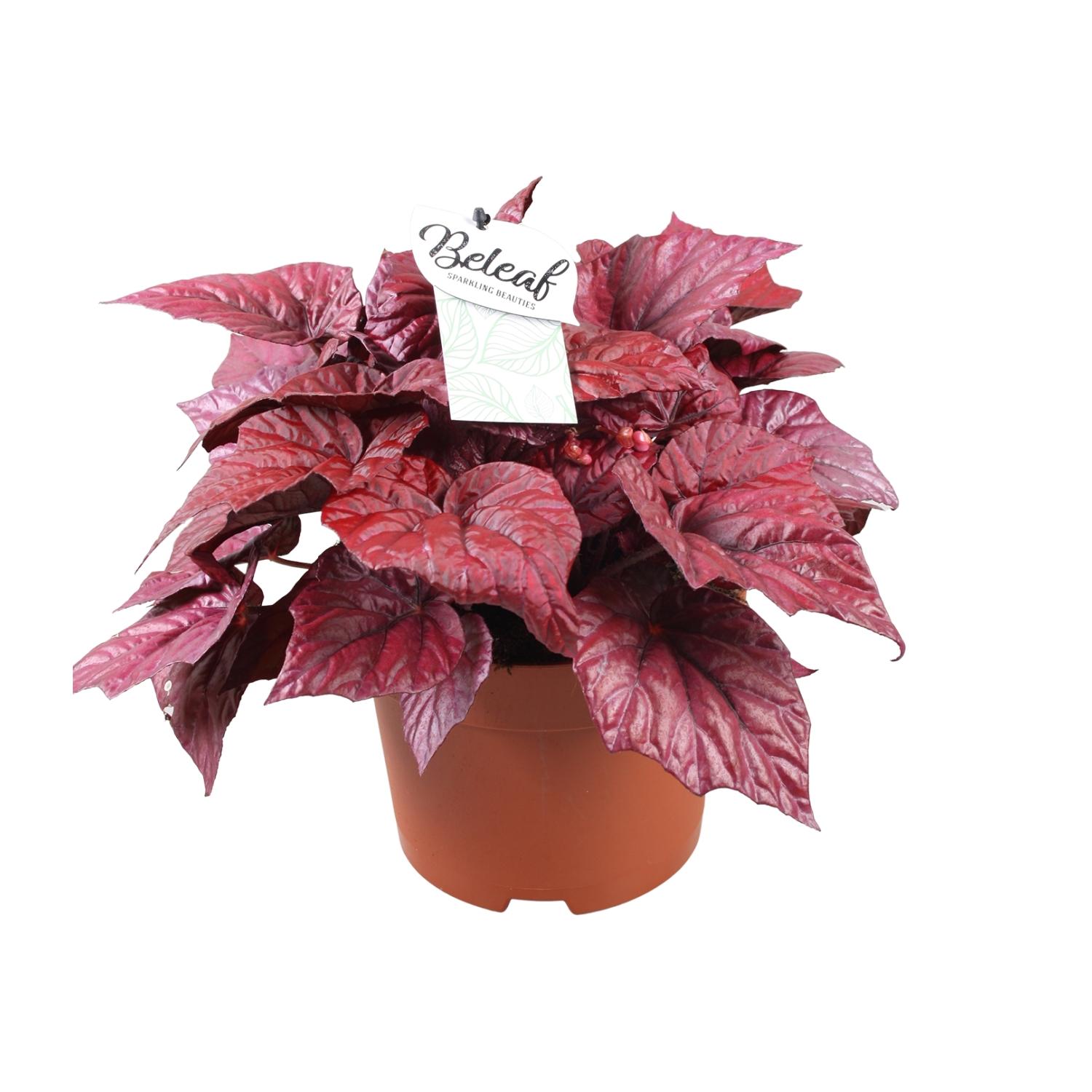 Begonia Beleaf Inca Flame - Plante tropicale feuillage décoratif Ø17cm ...