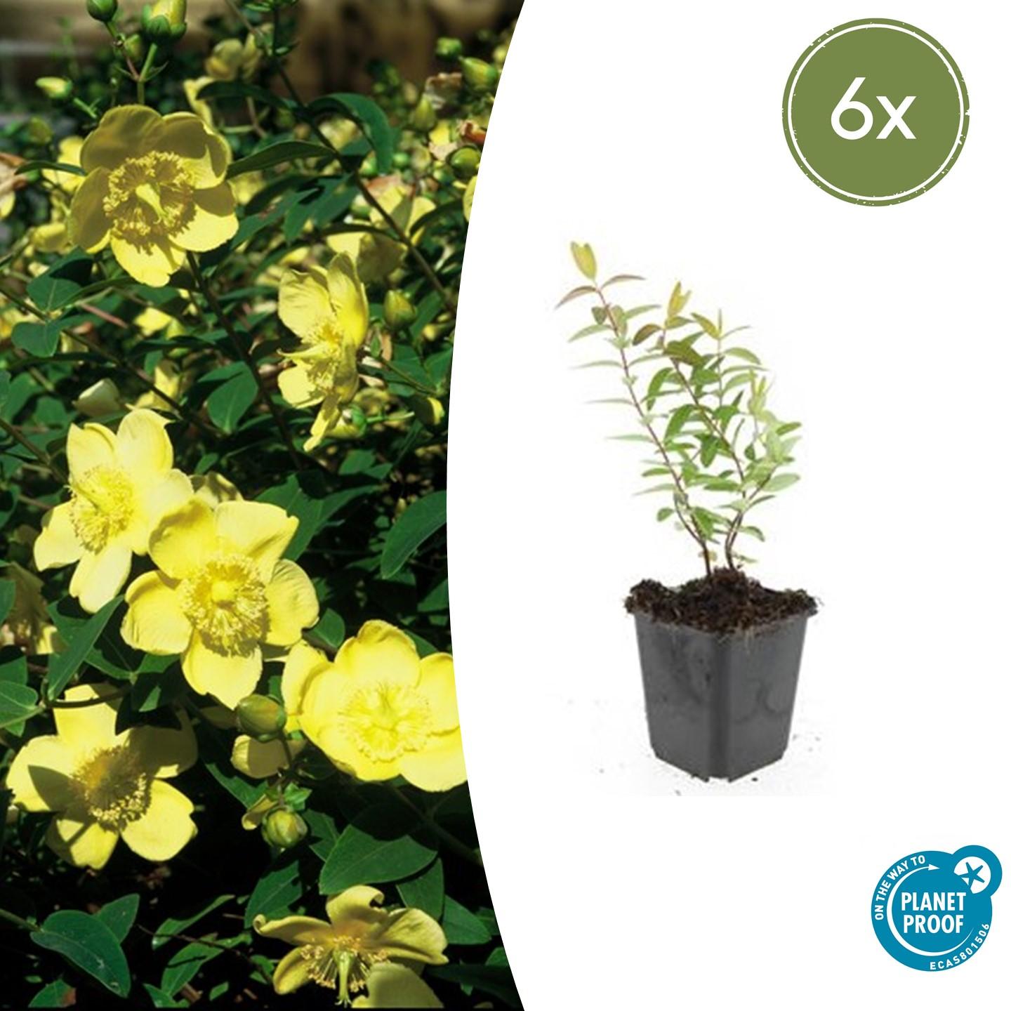 6x Hypericum ‘Hidcote’ en pot Ø9cm - Arbuste compact 10-25cm - Fleurs ...