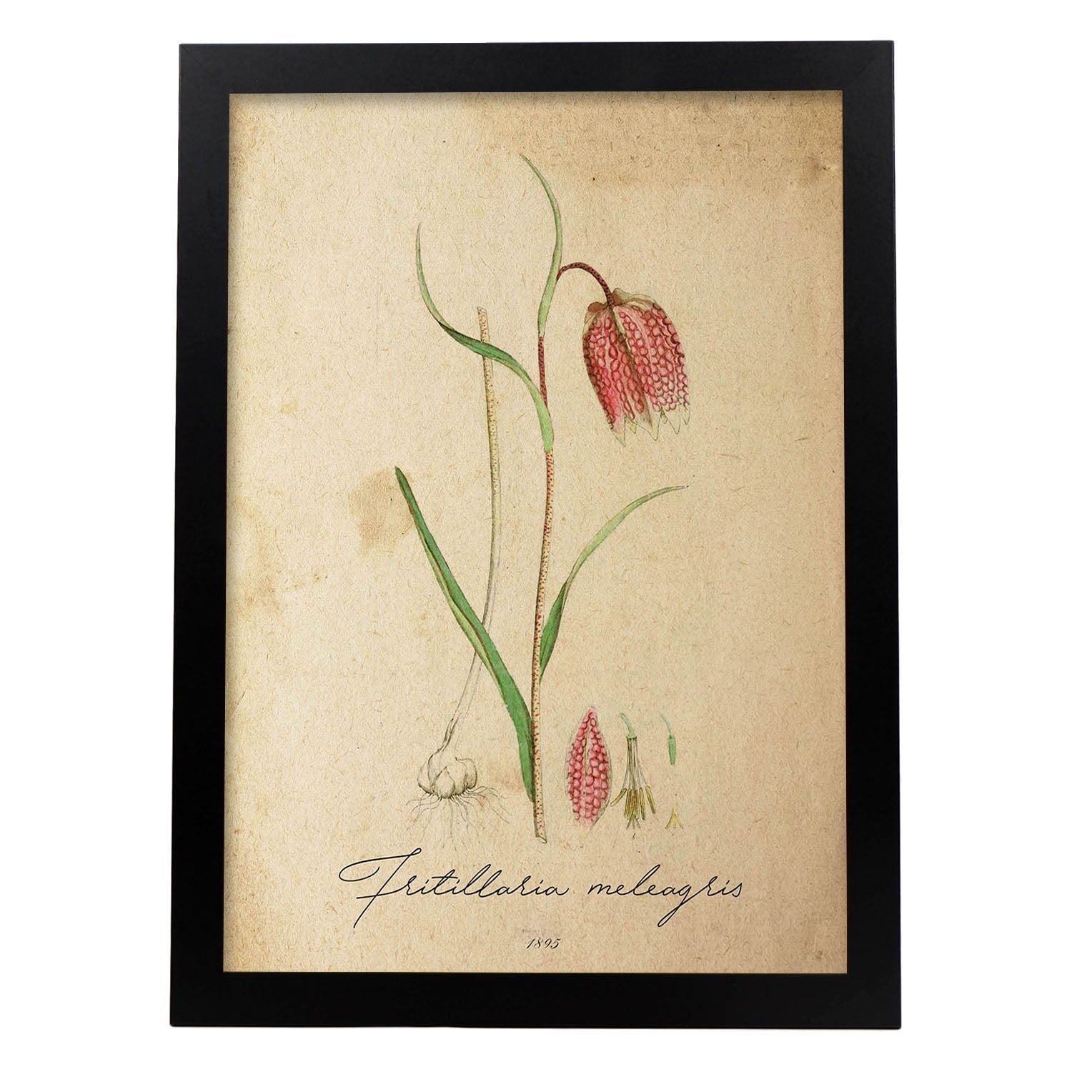 Affiche De Fleurs Vintage. Troutish Lily Lily Limine Avec Design ...