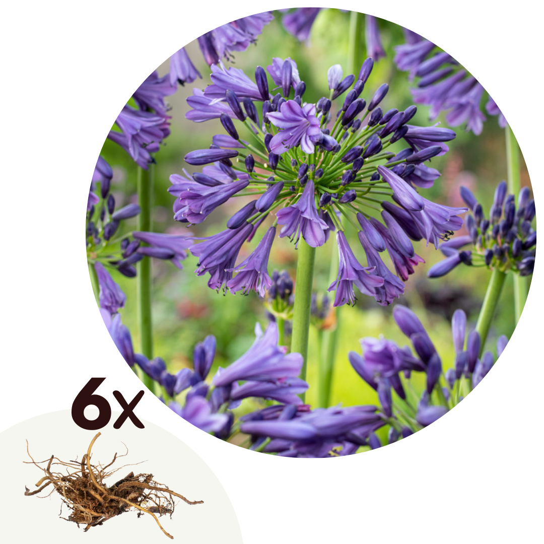 Agapanto - 6 pzs - Agapanthus africanus - Cepellones - Azul | Leroy Merlin