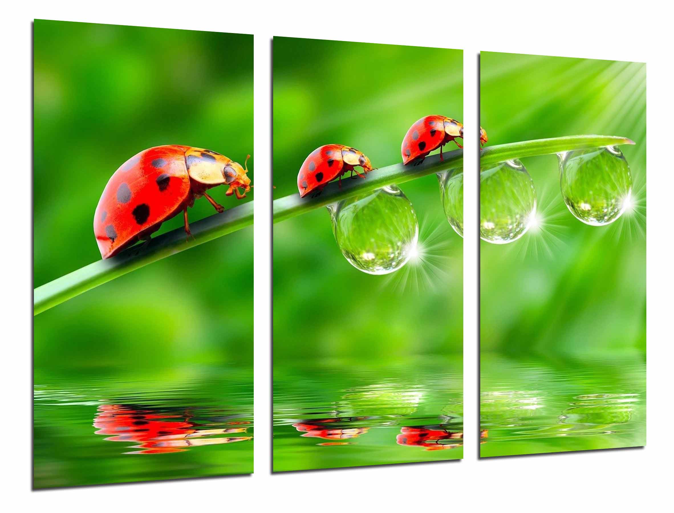 Insecte, Coccinelle, Bel Animal, Nature, tirage photographique sur bois ...
