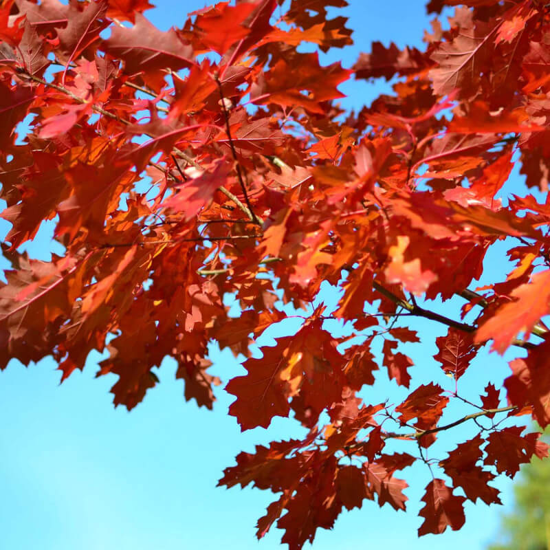 Chêne rouge d'Amérique (Quercus rubra) - Godet - Taille 13/25cm ...