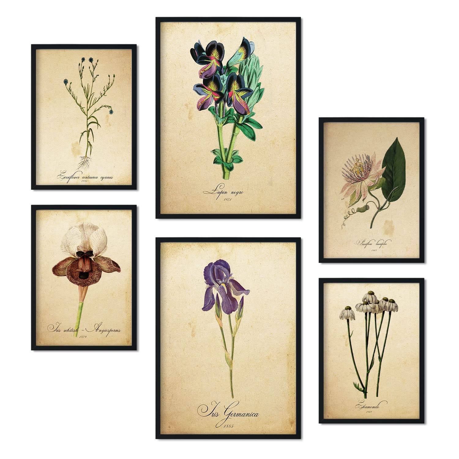 6 Affiches Ensemble De Fleurs Vintage. Collection De Feuilles Avec ...