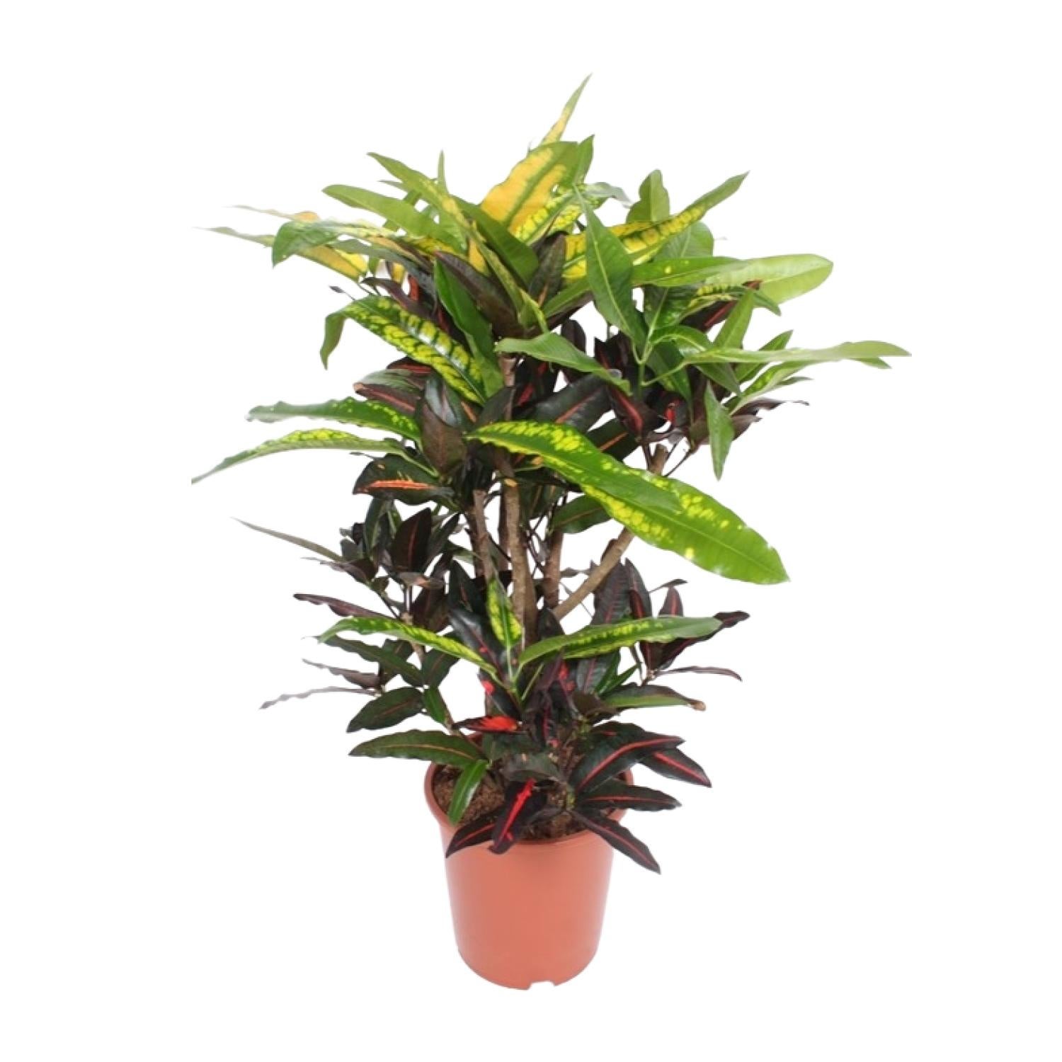 Codiaeum Mango (Croton Mango) - Ø27cm - H110cm– ComfortXL Green | Leroy ...