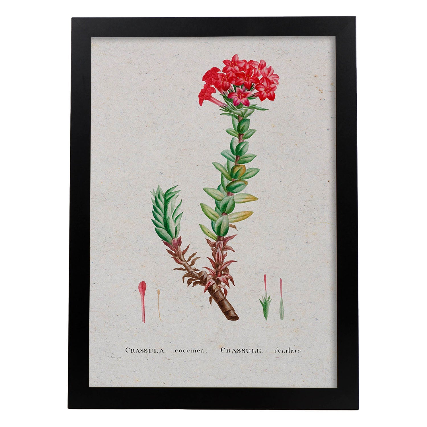 Scheda Naturale - 031. Poster Con Illustrazioni In Acquerello Di Pierre ...