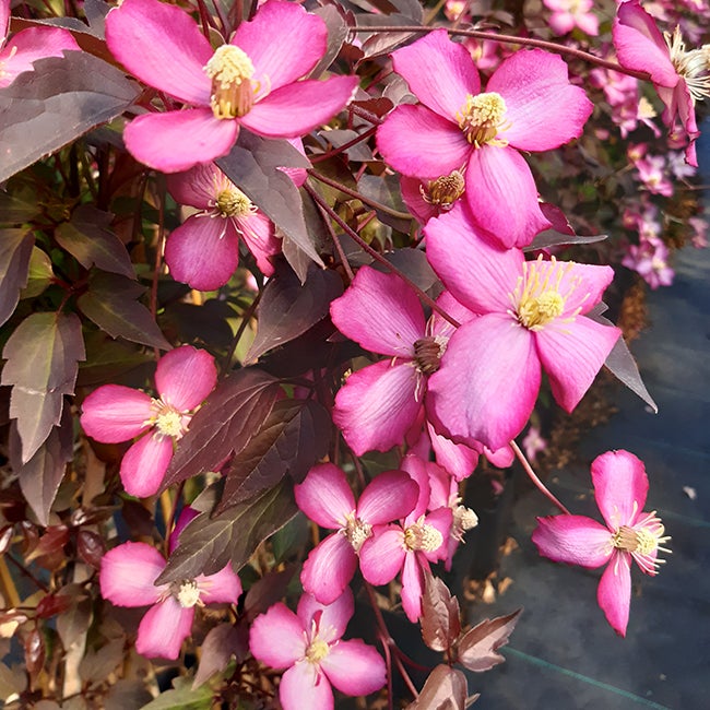 Clématite 'Van Gogh' - clematis montana 3L - 90/120cm | Leroy Merlin