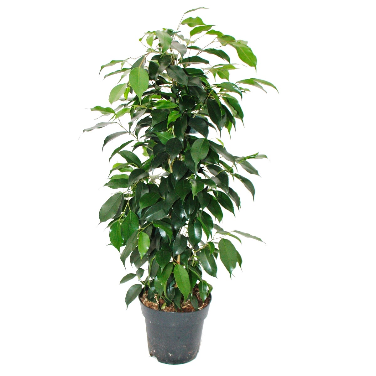 Ficus benjamini "Danielle" in vaso da 17 cm | Leroy Merlin