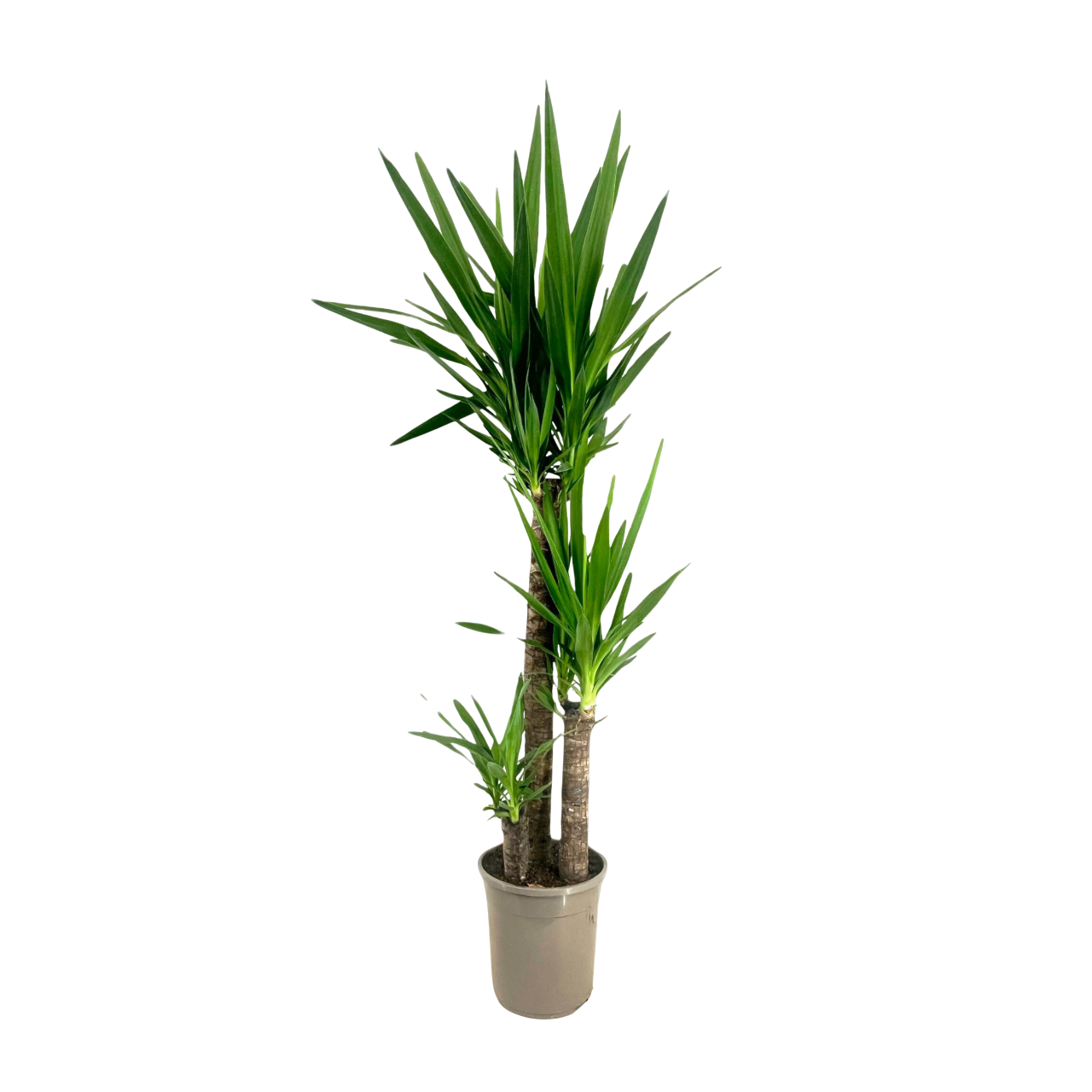 Yuca - Yucca elephantipes - Altura 130-140cm - ⌀24cm | Leroy Merlin