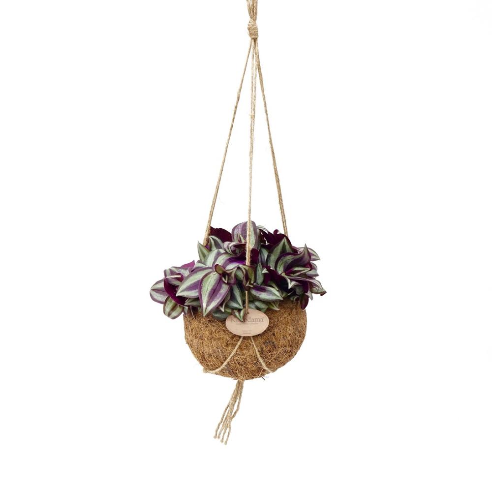 Kokodama - Tradescantia zebrina en pot Kokodama à suspendre - Fleur à ...