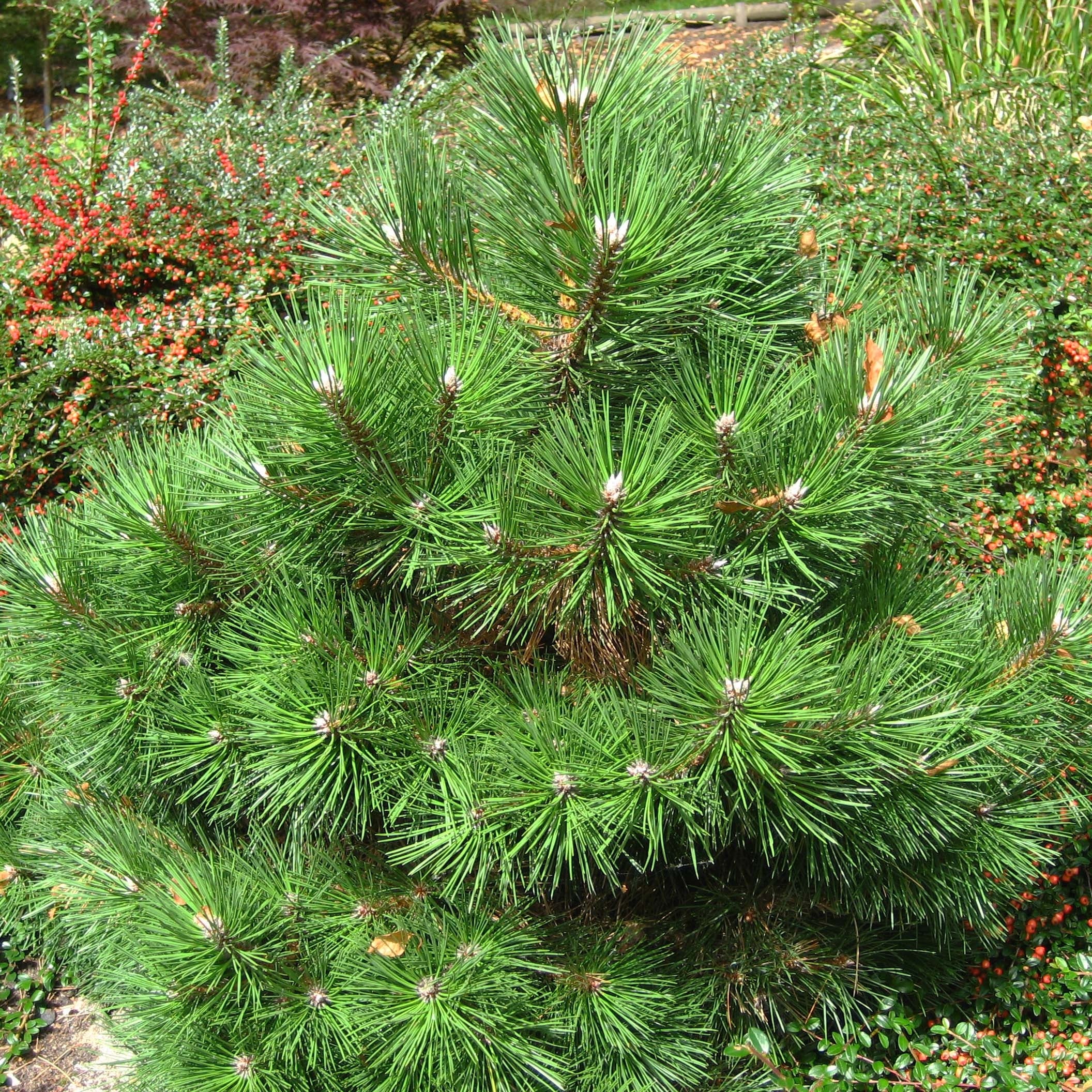 Pinus nigra 'Nana' Pot de 7,5L/10L | Leroy Merlin