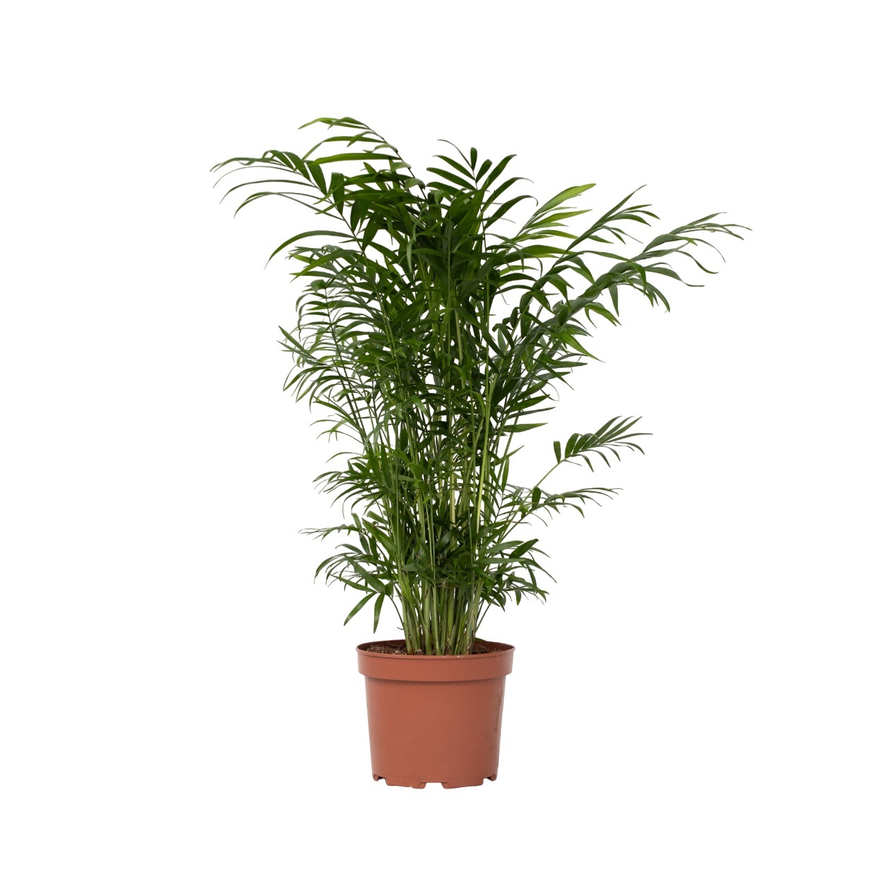 Palma della fortuna - Chamaedorea elegans - Altezza 50-60cm - ⌀17cm | Leroy Merlin