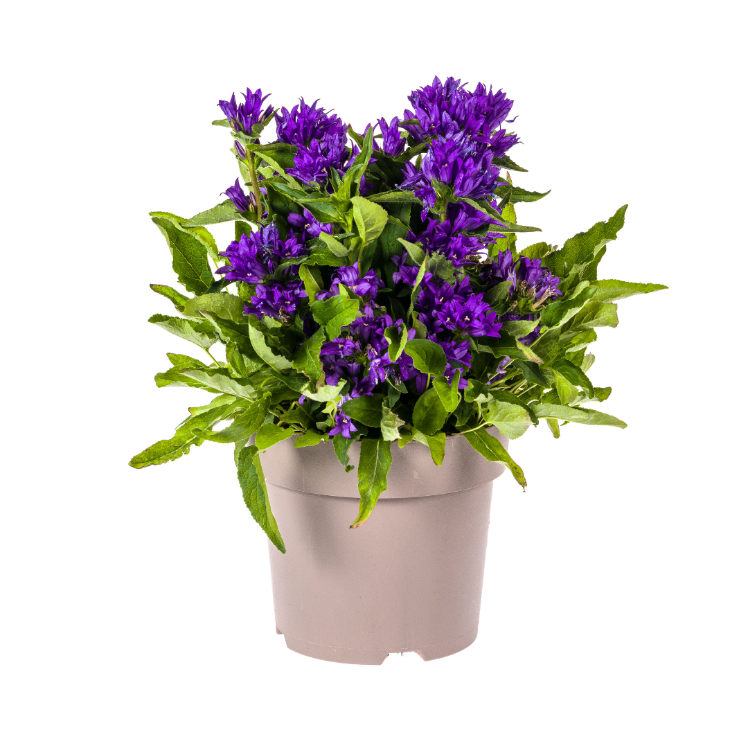 Campanula Glomerata Genti Blue clochette bleue Ø19 cm hauteur 30-40 cm ...
