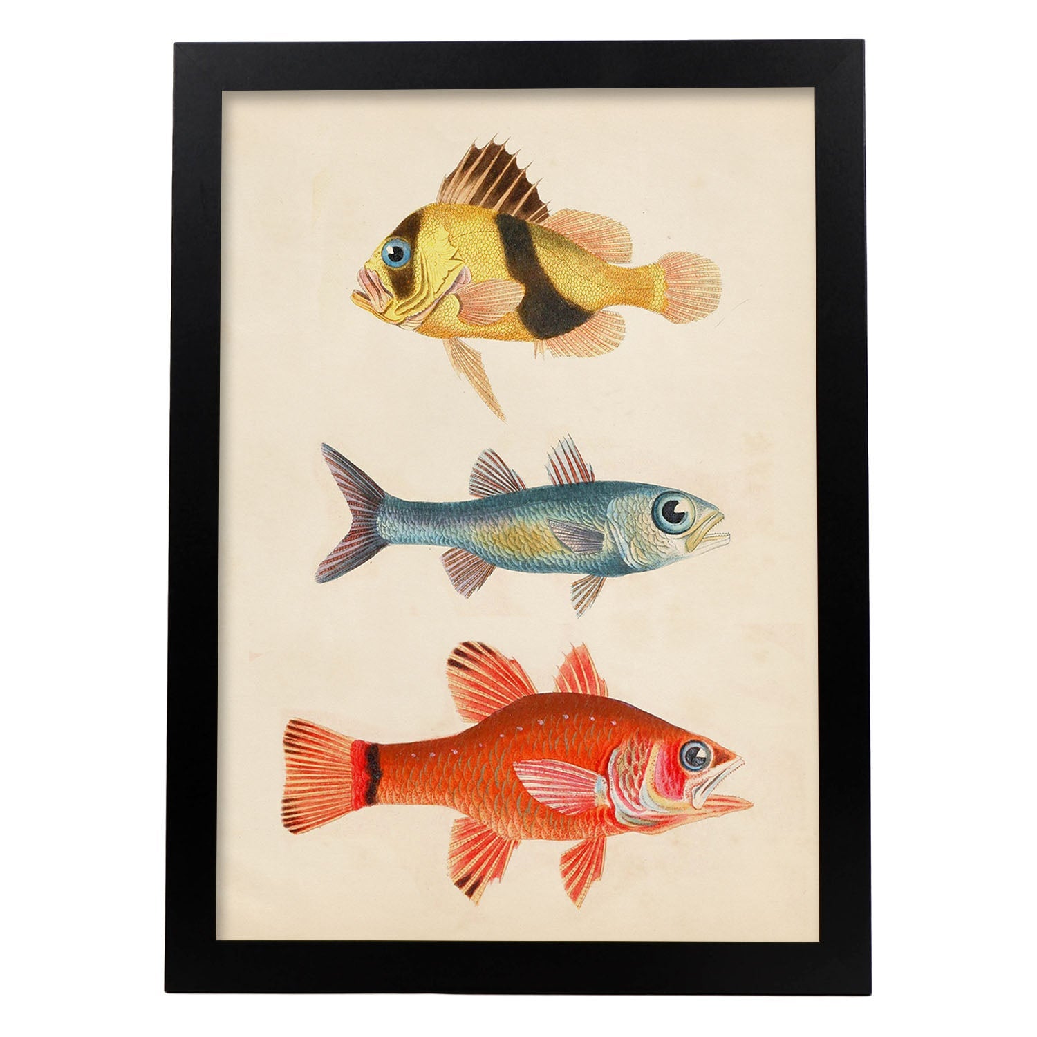 Lámina De Tres Peces Amariilo Y Marron Azul Y Rojo En , Fondo Papel ...