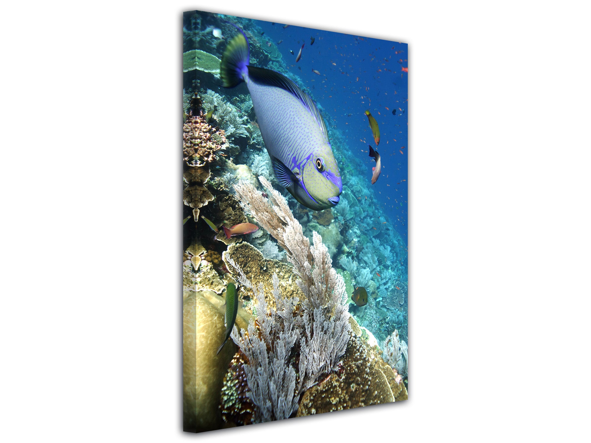 DECLINA, Tableau toile imprimée, Tableau toile déco Parrot Fish, 60x100 ...