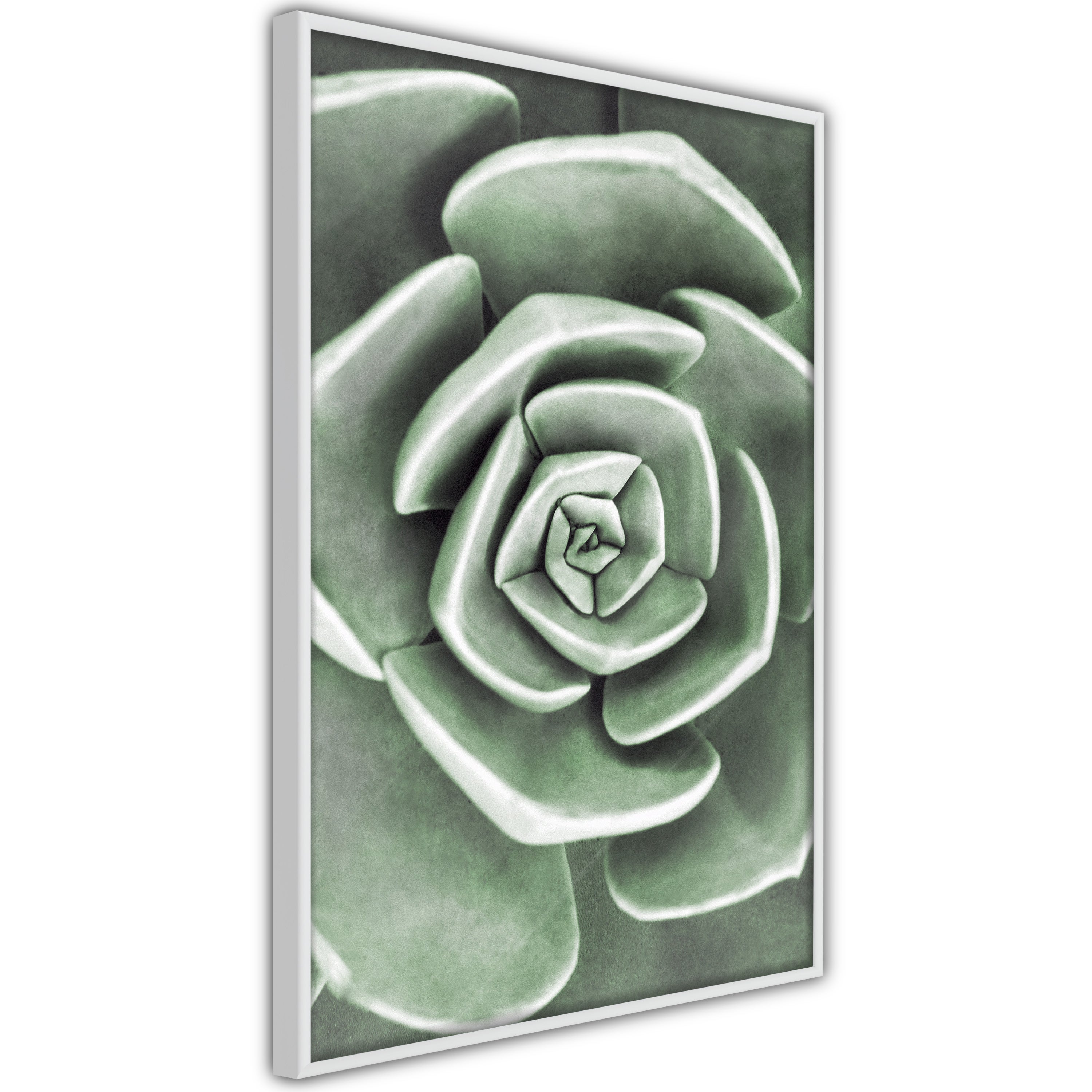 Poster et affiche - Robust Plant - 40x60 | Leroy Merlin