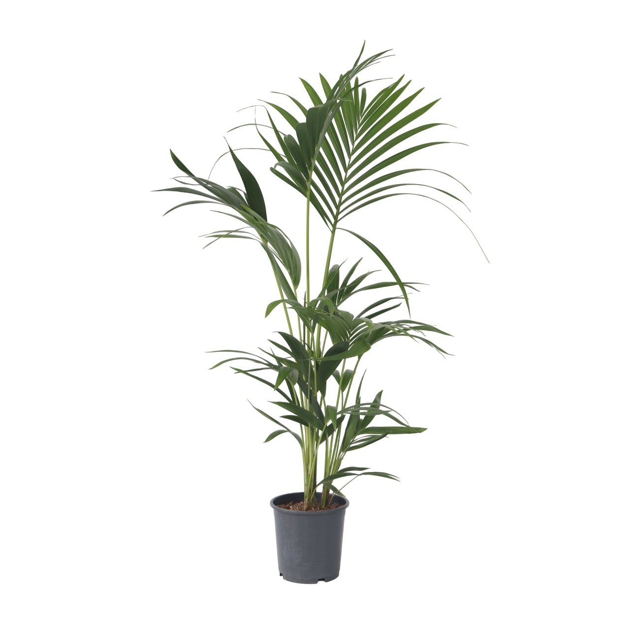 Kentia - Howea forsteriana - Altezza 90-100cm - ⌀18cm | Leroy Merlin