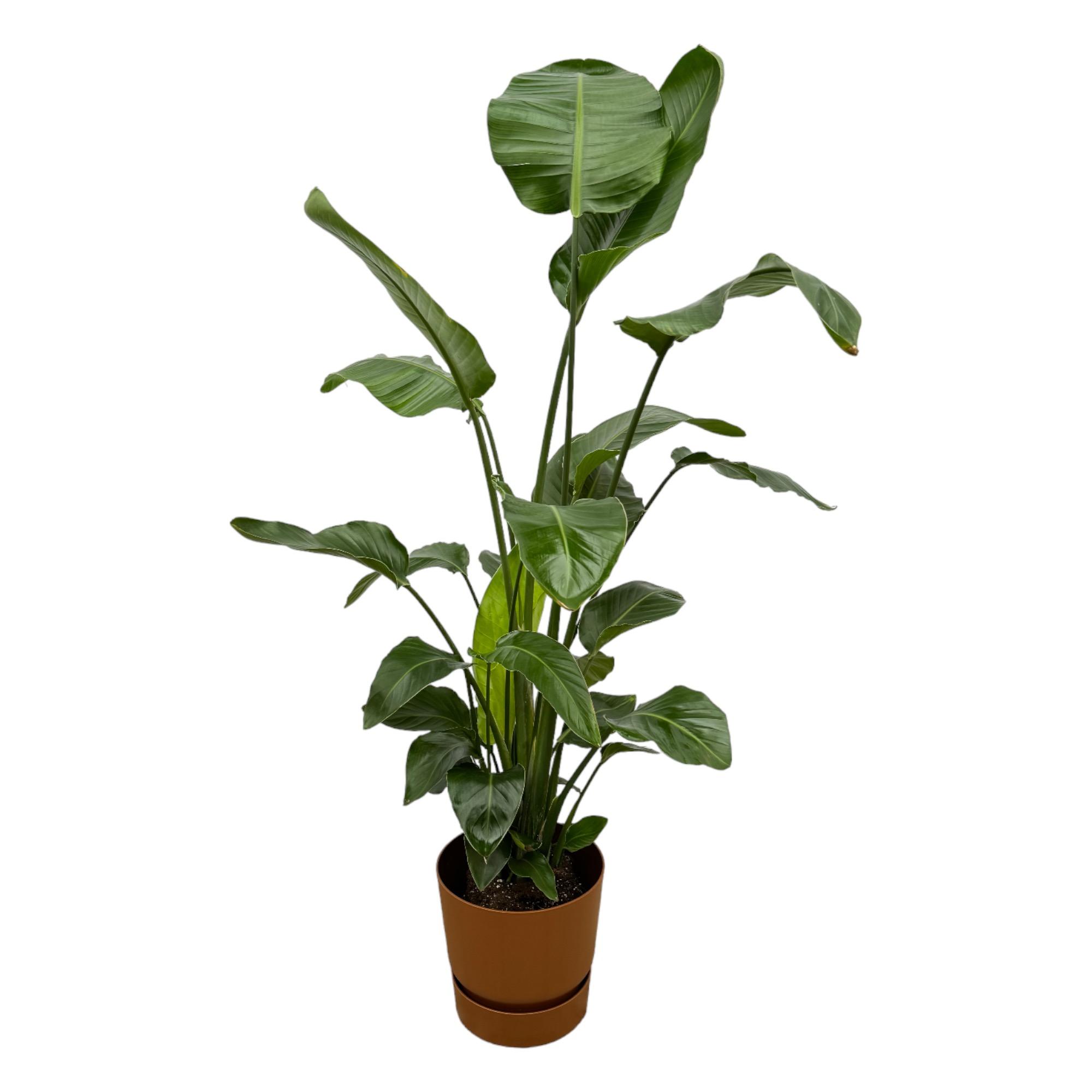 Planta Strelitzia Nicolai – Cachepot marrón – 160 cm – Ø30 cm– MOSELOTA ...