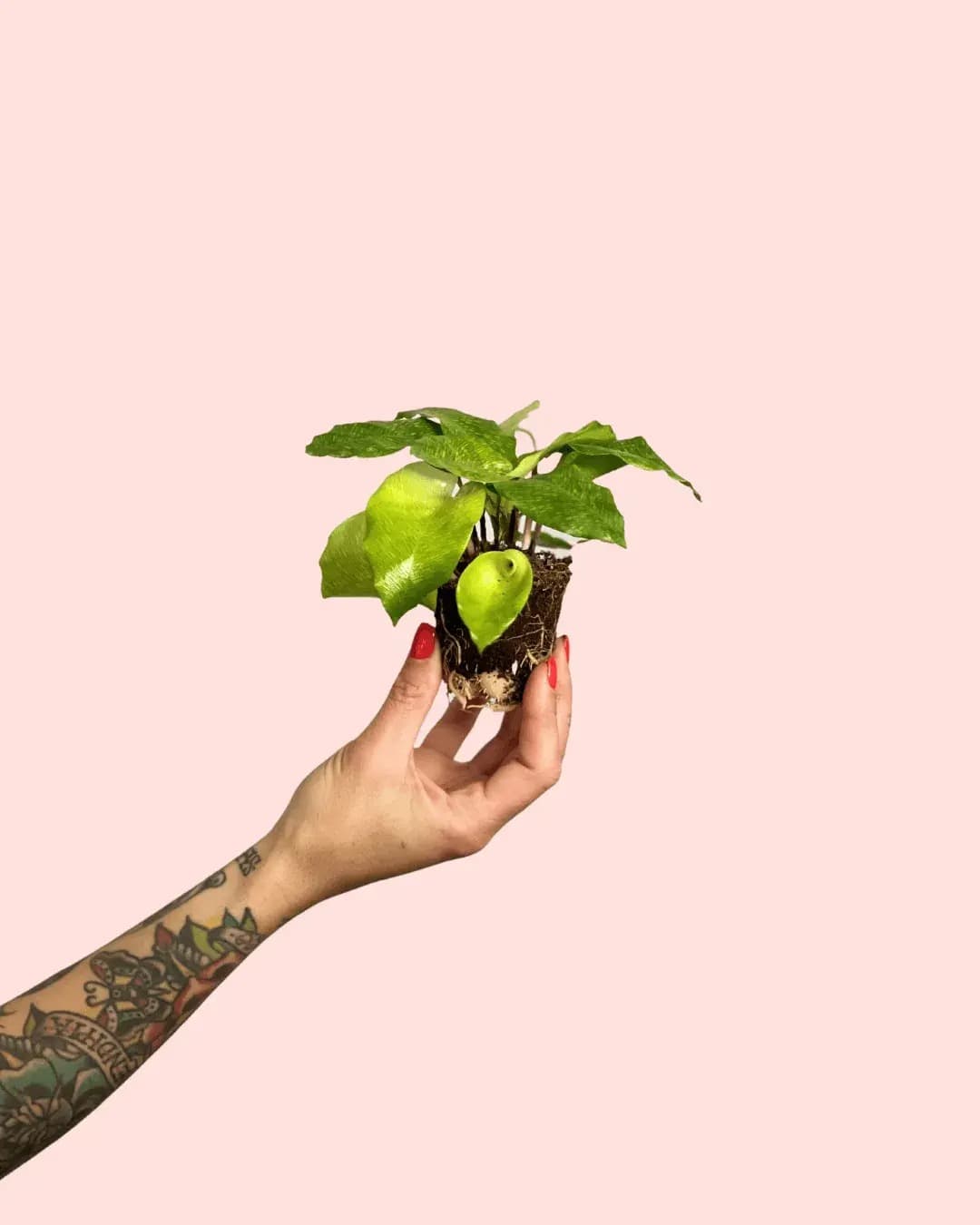 Calathea Network | Mini Plantas Naturales Interior | Pur Plant | Leroy ...