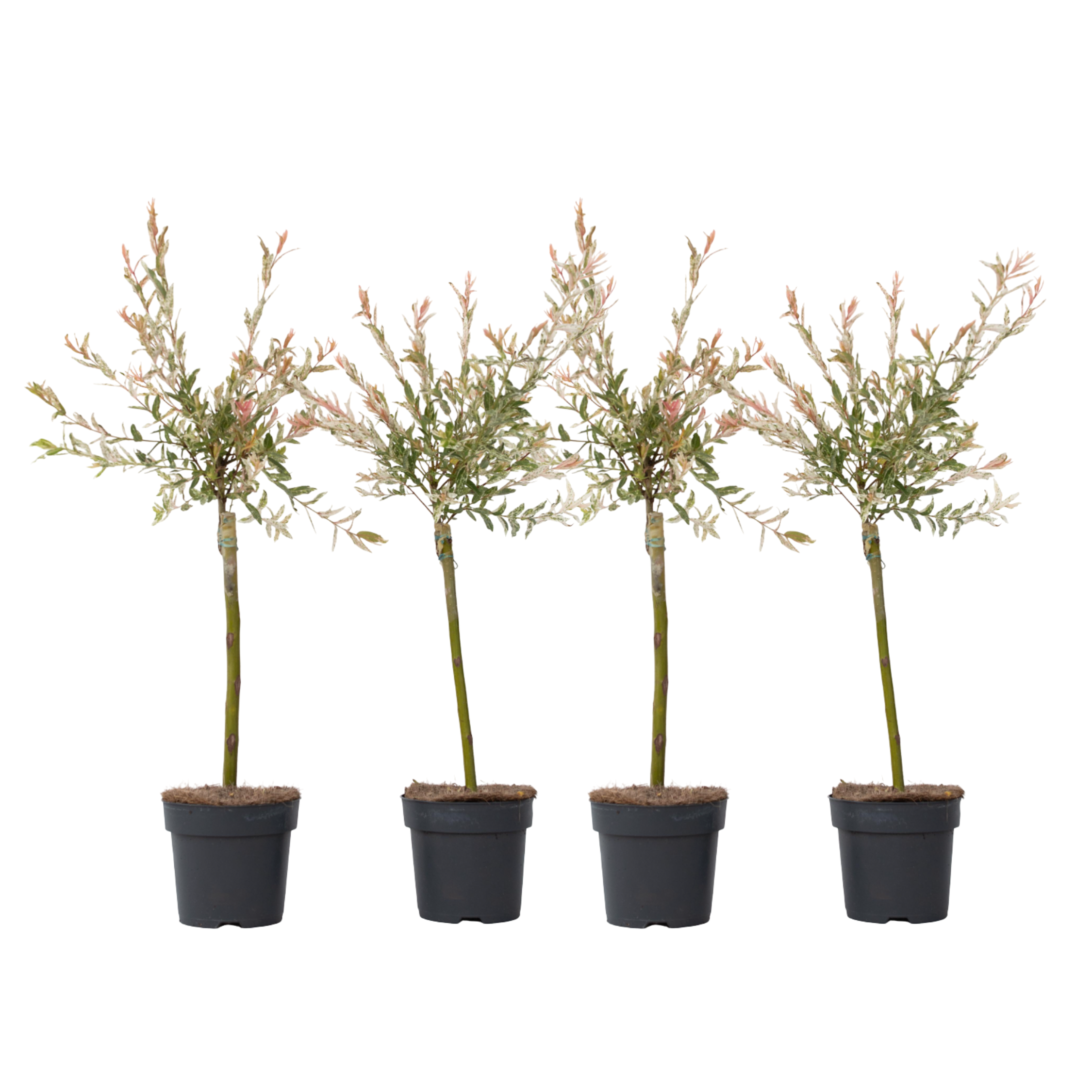 Saule crevette - Set de 4 - Salix integra 'Flamingo' - Hauteur 60-80cm ...