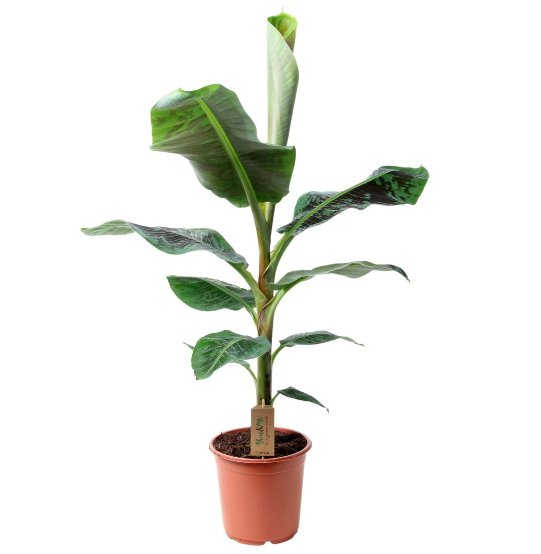 Plant in a Box - Musa 'Dwarf Cavendish' - Pianta da appartamento ...