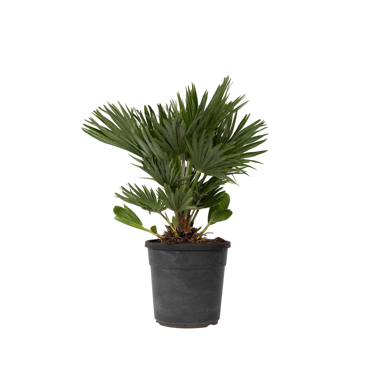Palmito - Margallo - Chamaerops 'Vulcano' - Altura 45-55cm - ⌀24cm ...
