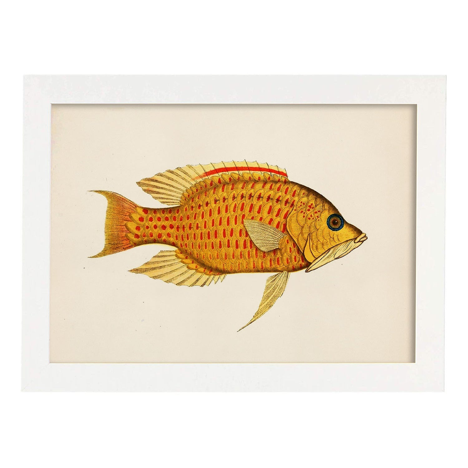 Lámina De Pez Amarillo Rojo Y Naranja En Tamaño A3 Fondo Papel Vintage ...
