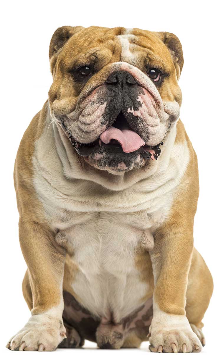Cuadro Retrato Bulldog inglés - 50x80cm - made in France | Leroy Merlin