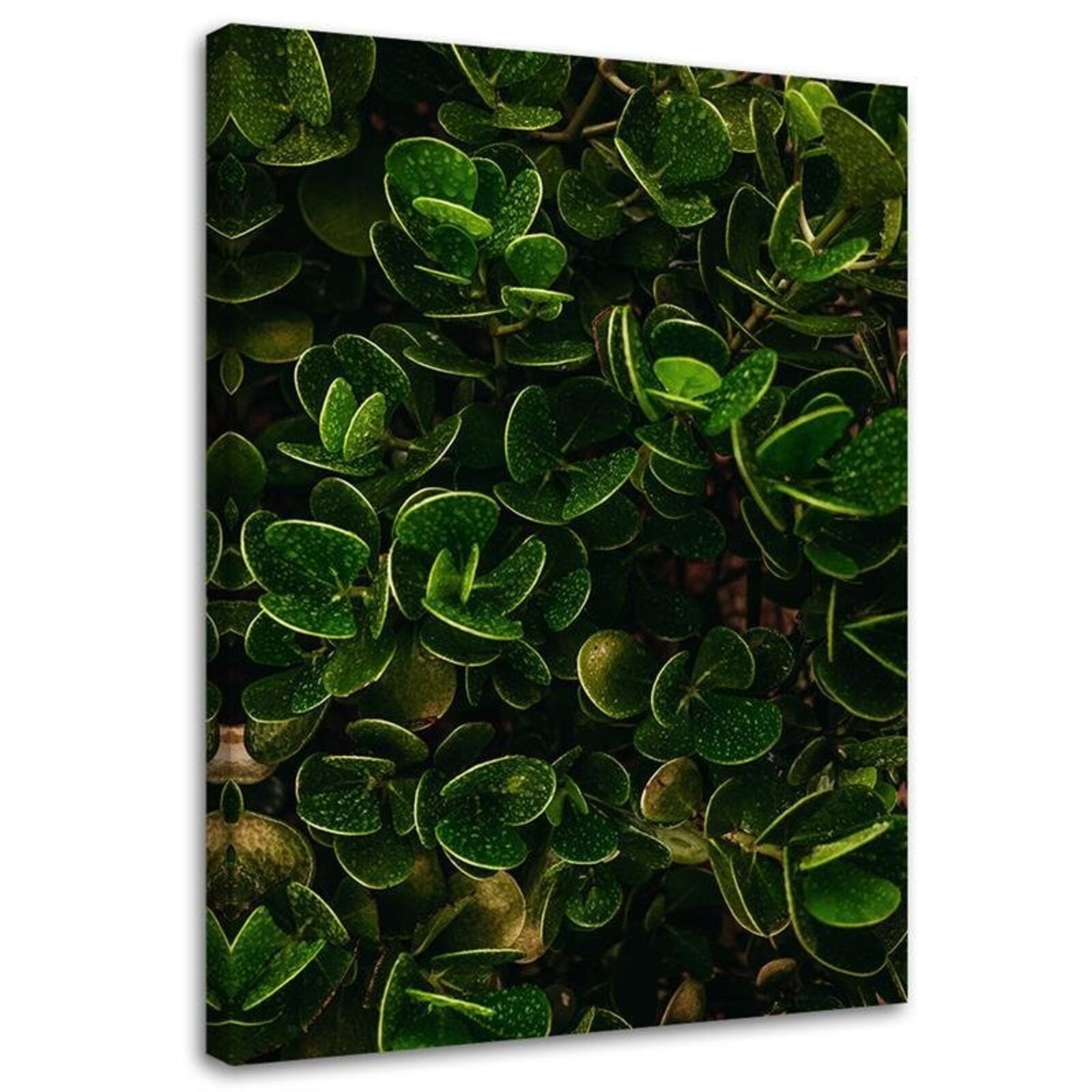 Tableau botanique verte | Leroy Merlin
