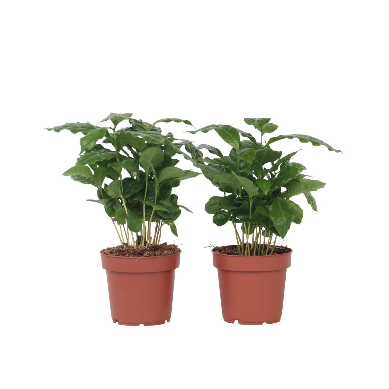 Caféier - Set de 2 - Coffea arabica - Hauteur 25-40cm - ⌀12cm | Leroy ...