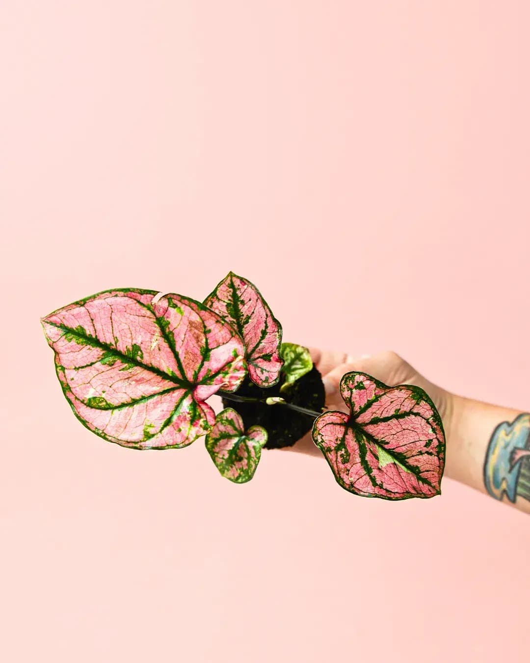Caladium Pink Mini | Plantas Naturales Interior | Pur Plant | Leroy Merlin