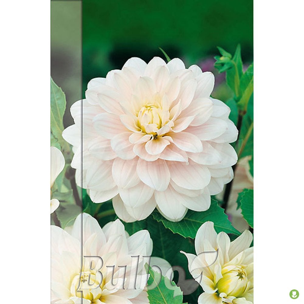 BULBO DALIA CACTUS MY LOVE BLANCA | Leroy Merlin