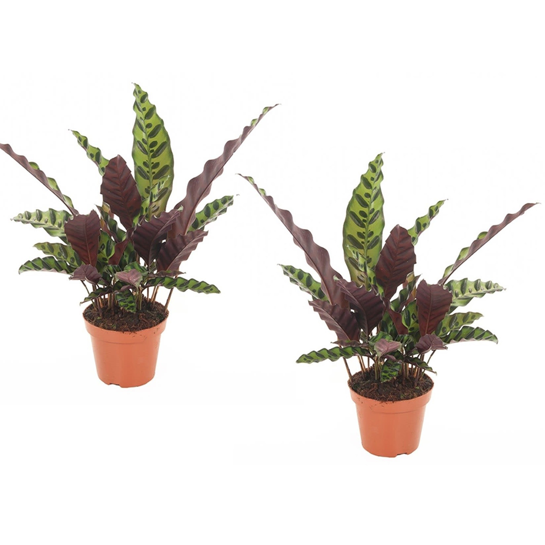 Calathea Insignis - Set de 2 - Marantaceae - Pot 12cm - Hauteur 30-40cm ...